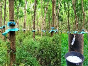 Rubber Farming in India – Full Guide, Profit & Methods